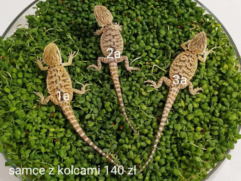 🐉 Agama brodata hodowla - dobra cena, szybka sprzedaż, różne kolory ...