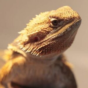 Agama brodata - sprzedaż, informacje, terrarium, żywienie, porady ...