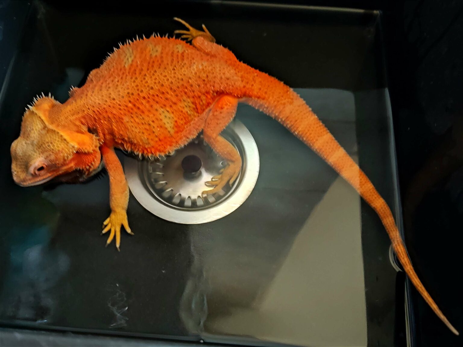 Kąpanie i mycie agamy brodatej | Gady z brodą