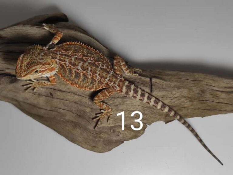 Agama brodata hodowla - dobra cena, szybka sprzedaż, różne kolory ...