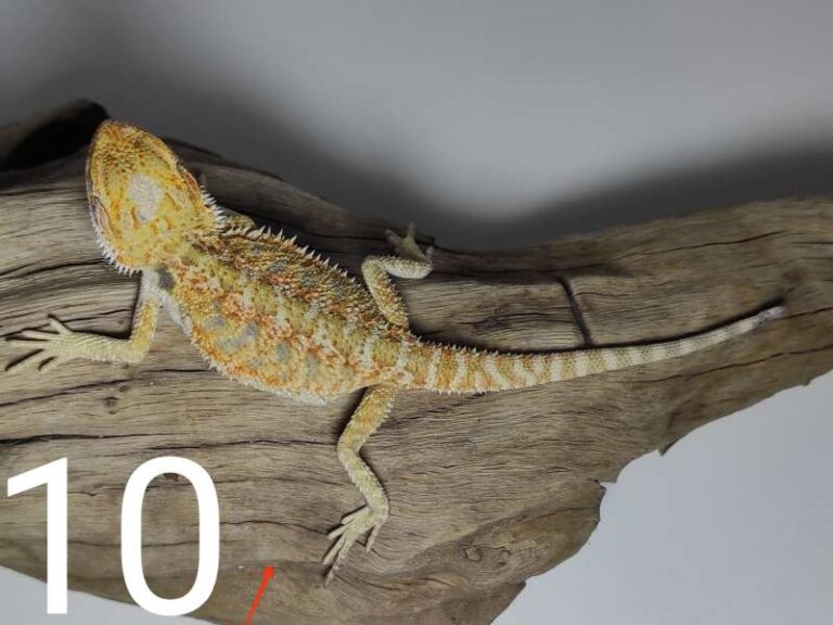 Agama brodata hodowla - dobra cena, szybka sprzedaż, różne kolory ...