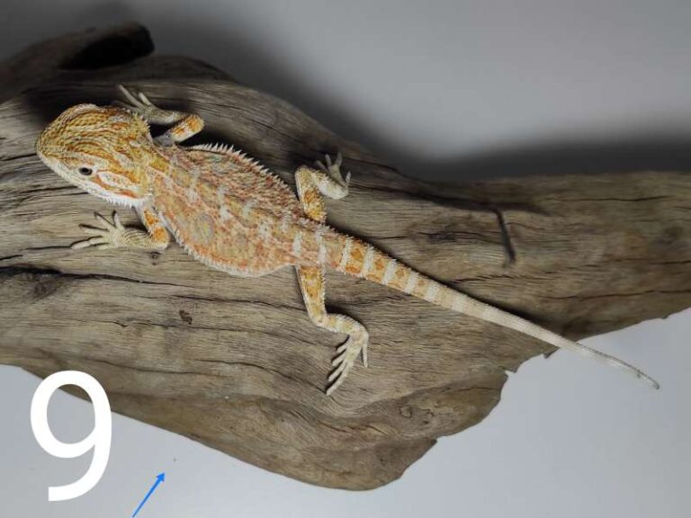 Agama brodata hodowla - dobra cena, szybka sprzedaż, różne kolory ...