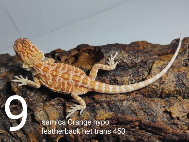 Agama brodata - cena, hodowla, sprzedaż, różne kolory | Gady z brodą