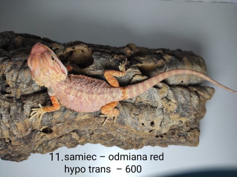 Agama brodata hodowla - dobra cena, szybka sprzedaż, różne kolory ...