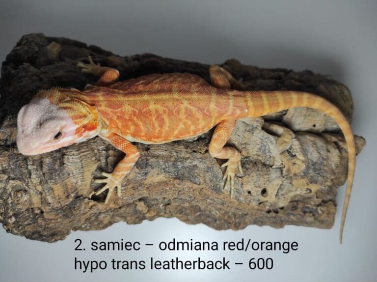 Agama brodata hodowla - dobra cena, szybka sprzedaż, różne kolory ...
