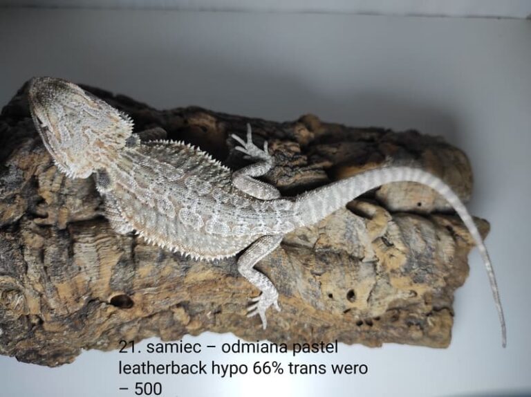 Agama brodata hodowla - dobra cena, szybka sprzedaż, różne kolory ...