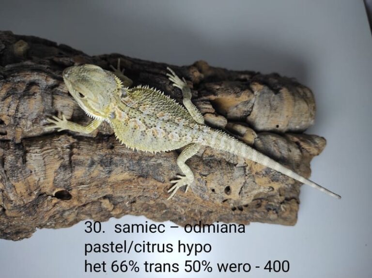 Agama brodata hodowla - dobra cena, szybka sprzedaż, różne kolory ...