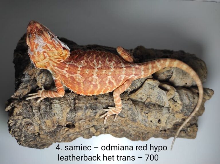 Agama brodata - cena, hodowla, sprzedaż, różne kolory | Gady z brodą