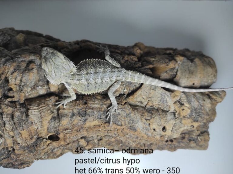 Agama brodata hodowla - dobra cena, szybka sprzedaż, różne kolory ...