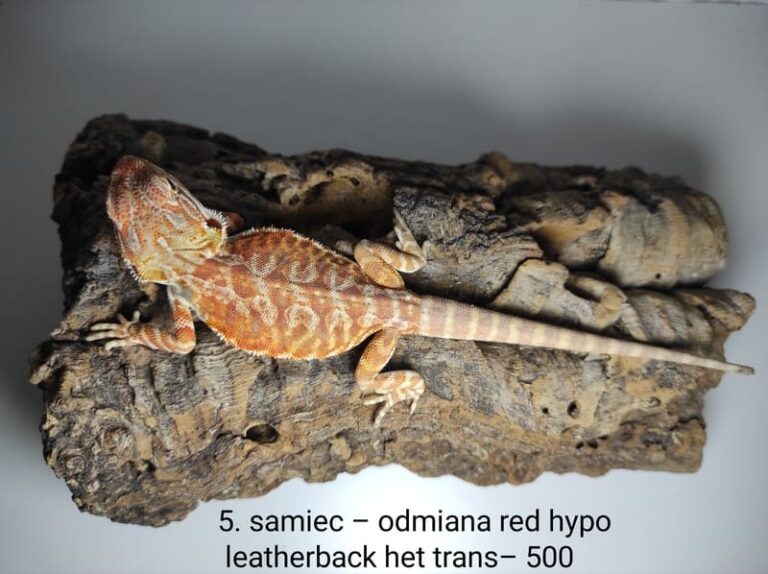 Agama brodata hodowla - dobra cena, szybka sprzedaż, różne kolory ...