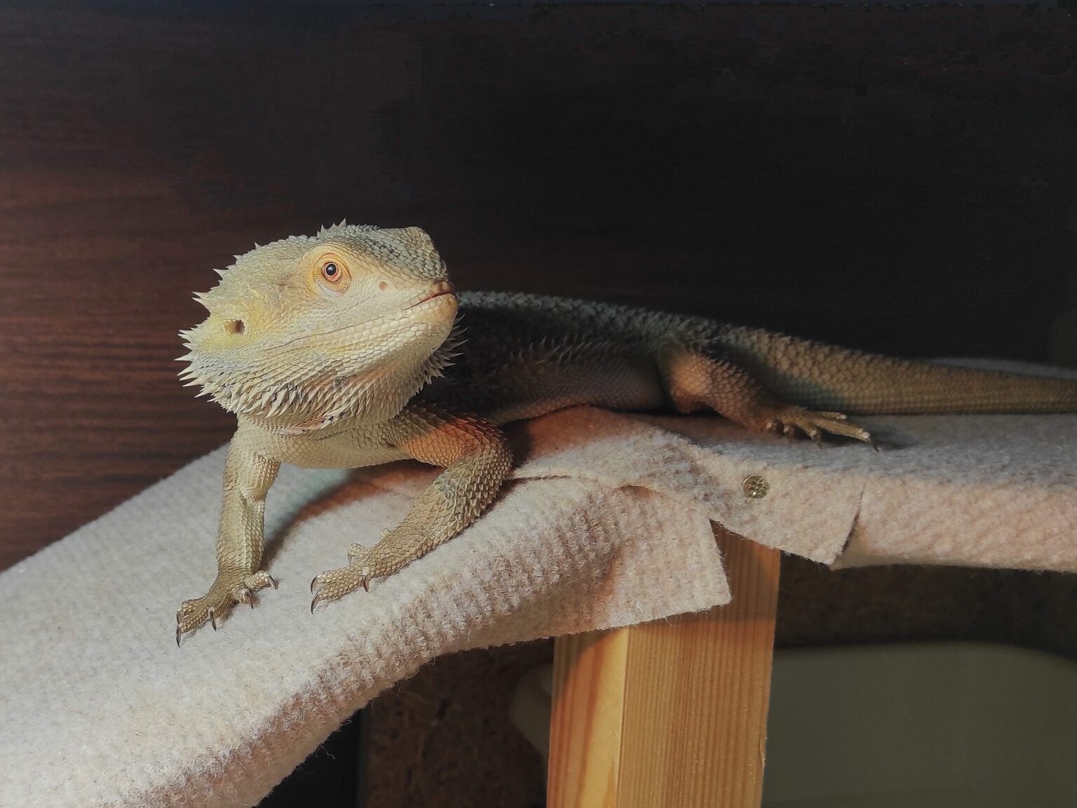 Agama brodata - sprzedaż, informacje, terrarium, żywienie, porady ...