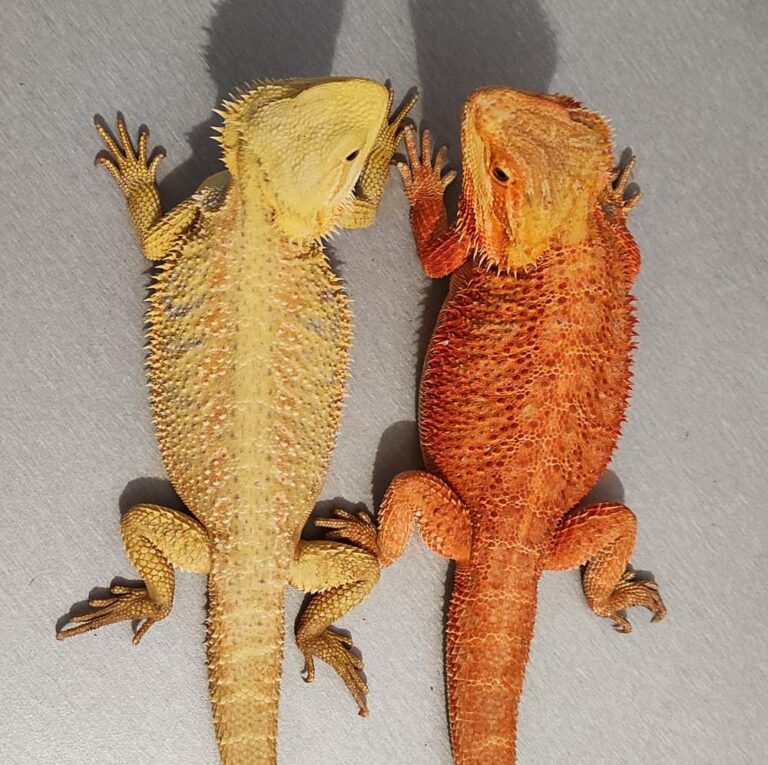 Agama brodata - informacje, terrarium, żywienie, porady | Gady z brodą