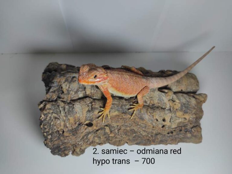 Agama brodata - informacje, terrarium, żywienie, porady | Gady z brodą