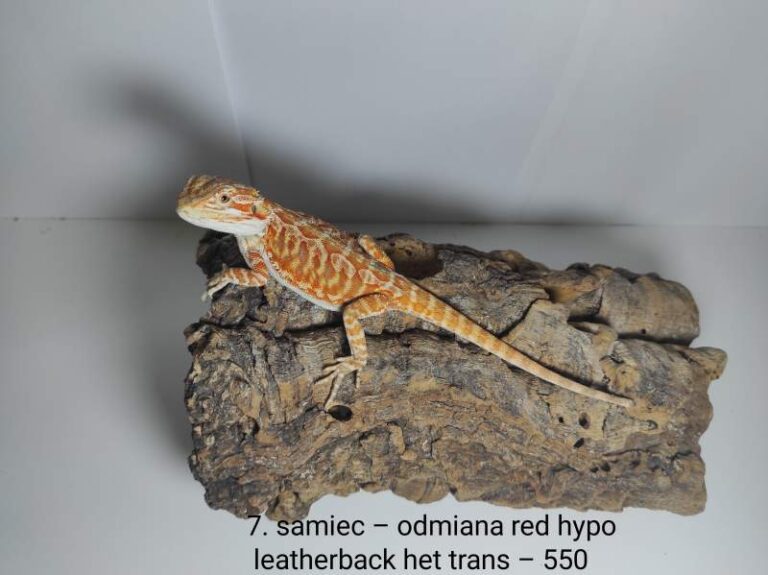 Agama brodata - informacje, terrarium, żywienie, porady | Gady z brodą