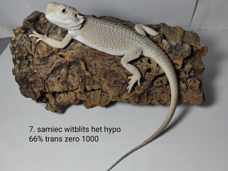 Agama brodata - cena, hodowla, sprzedaż, różne kolory | Gady z brodą