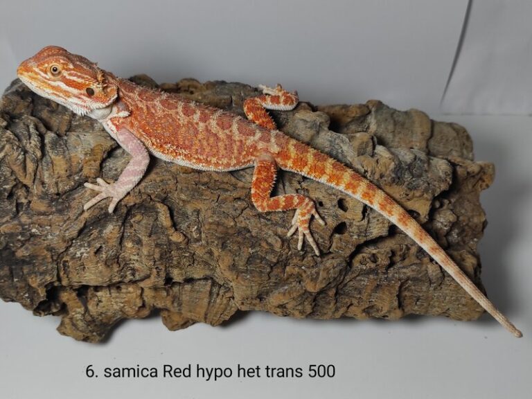 Agama brodata - informacje, terrarium, żywienie, porady | Gady z brodą