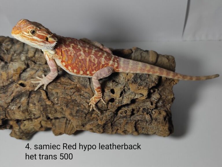 Agama brodata - cena, hodowla, sprzedaż, różne kolory | Gady z brodą