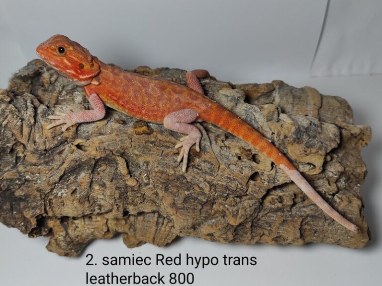 Agama brodata - cena, hodowla, sprzedaż, różne kolory | Gady z brodą