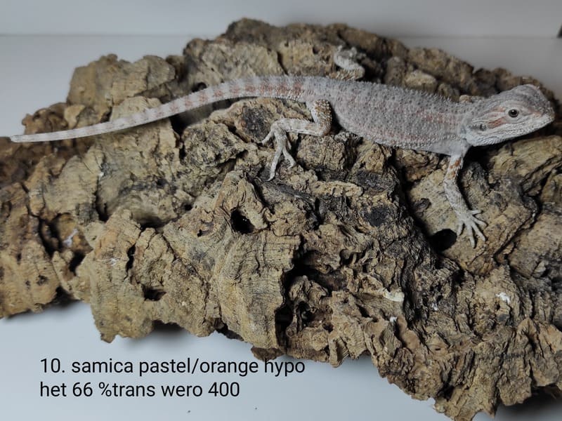 Agama brodata - sprzedaż, informacje, terrarium, żywienie, porady ...