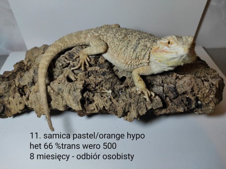 Agama brodata - sprzedaż, informacje, terrarium, żywienie, porady ...