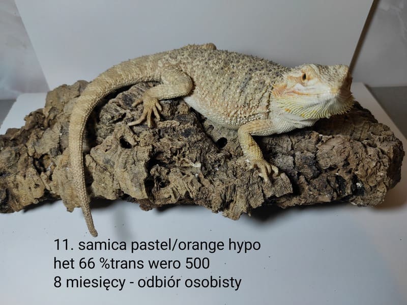 Agama brodata - sprzedaż, informacje, terrarium, żywienie, porady ...