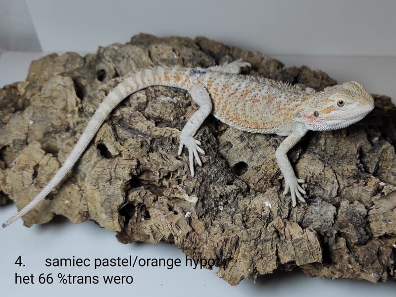 Agama brodata - sprzedaż, informacje, terrarium, żywienie, porady ...