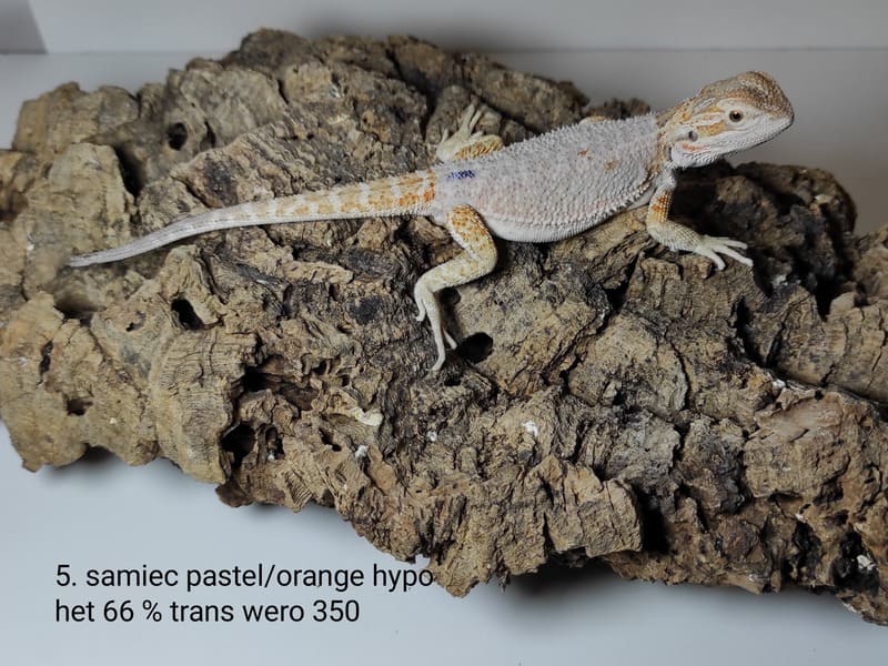 Agama brodata - sprzedaż, informacje, terrarium, żywienie, porady ...