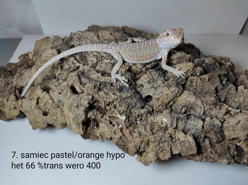 Agama brodata - sprzedaż, informacje, terrarium, żywienie, porady ...