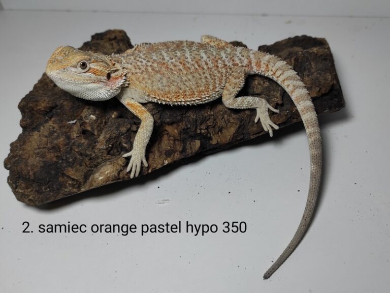 Agama brodata - cena, hodowla, sprzedaż, różne kolory | Gady z brodą
