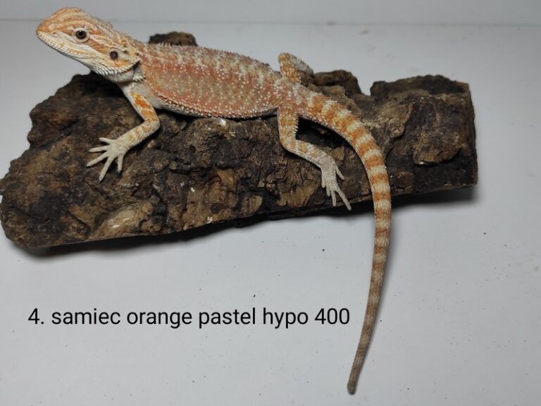 Agama brodata - cena, hodowla, sprzedaż, różne kolory | Gady z brodą