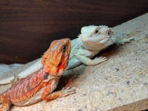 Agama brodata - sprzedaż, informacje, terrarium, żywienie, porady ...