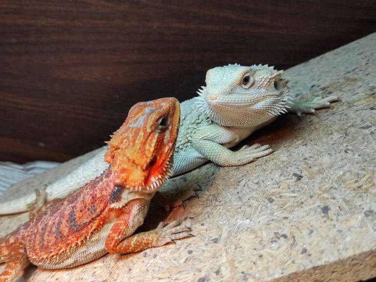 Agama brodata - sprzedaż, informacje, terrarium, żywienie, porady ...