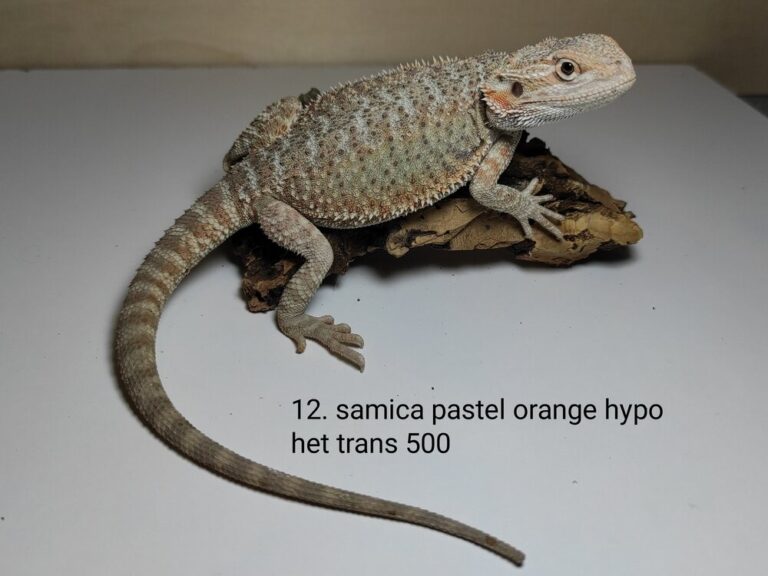 Agama brodata - cena, hodowla, sprzedaż, różne kolory | Gady z brodą