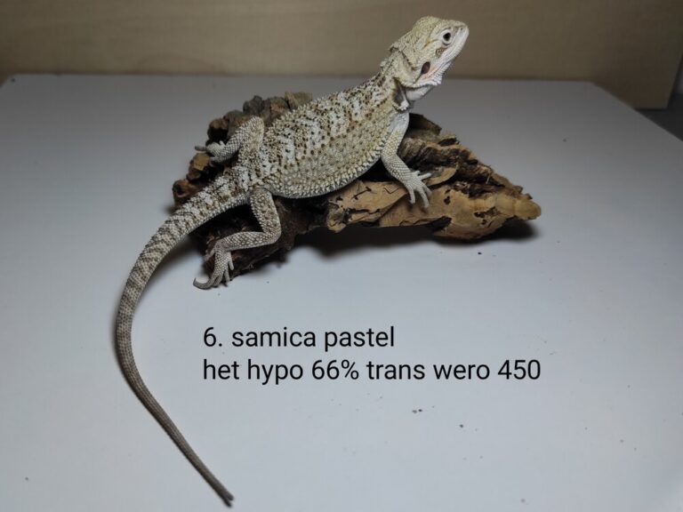 Agama brodata - cena, hodowla, sprzedaż, różne kolory | Gady z brodą