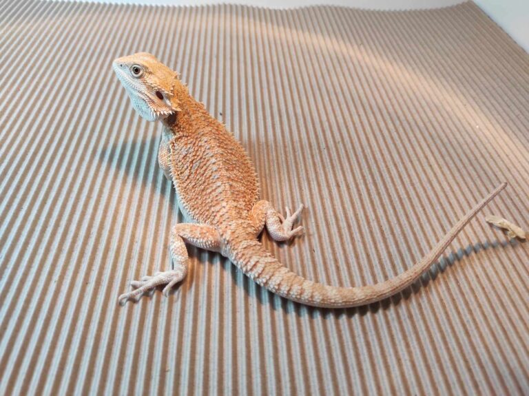 Agama brodata - cena, hodowla, sprzedaż, różne kolory | Gady z brodą
