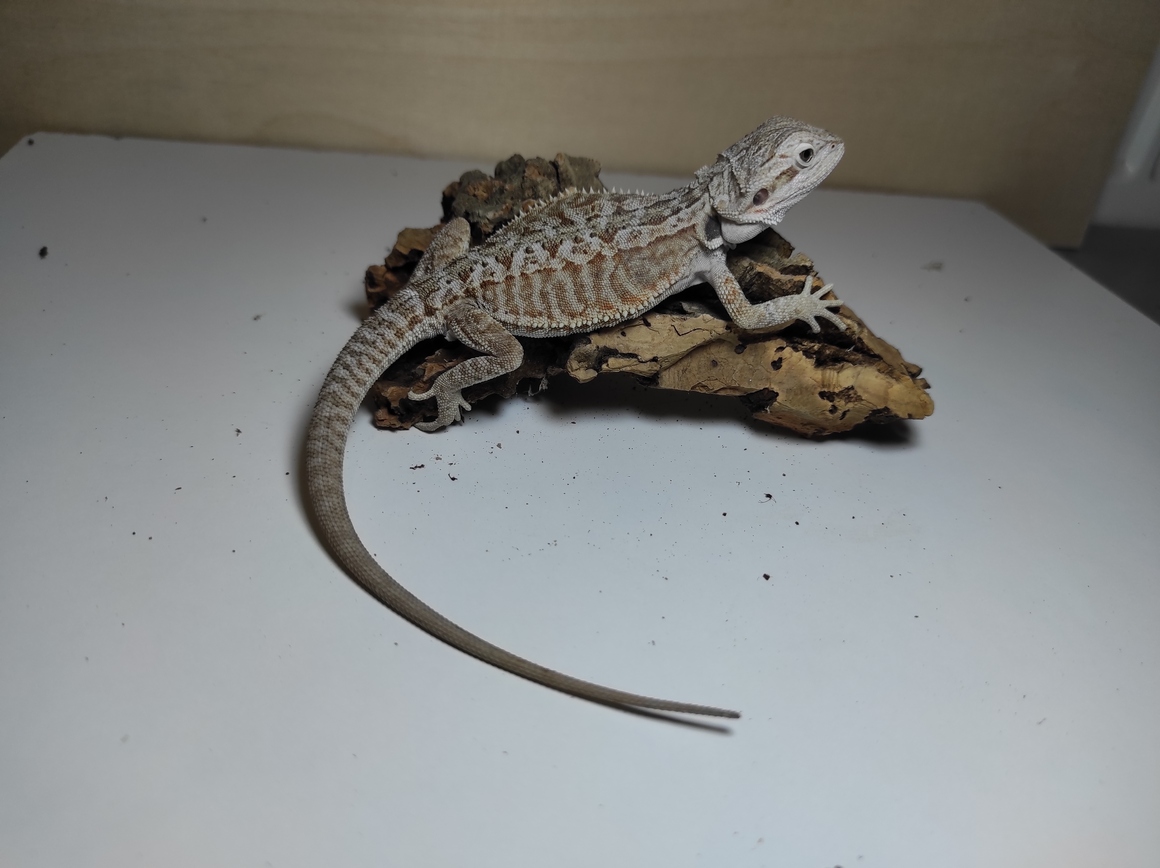 Agama brodata - cena, hodowla, sprzedaż, różne kolory | Gady z brodą
