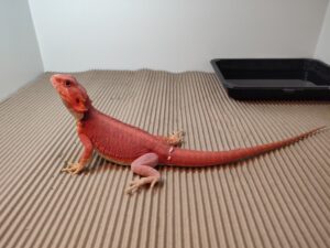 Agama brodata - cena, hodowla, sprzedaż, różne kolory | Gady z brodą