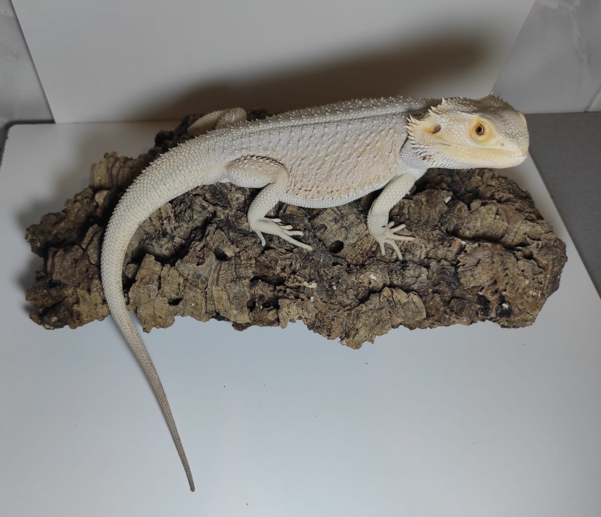 Agama brodata - cena, hodowla, sprzedaż, różne kolory | Gady z brodą