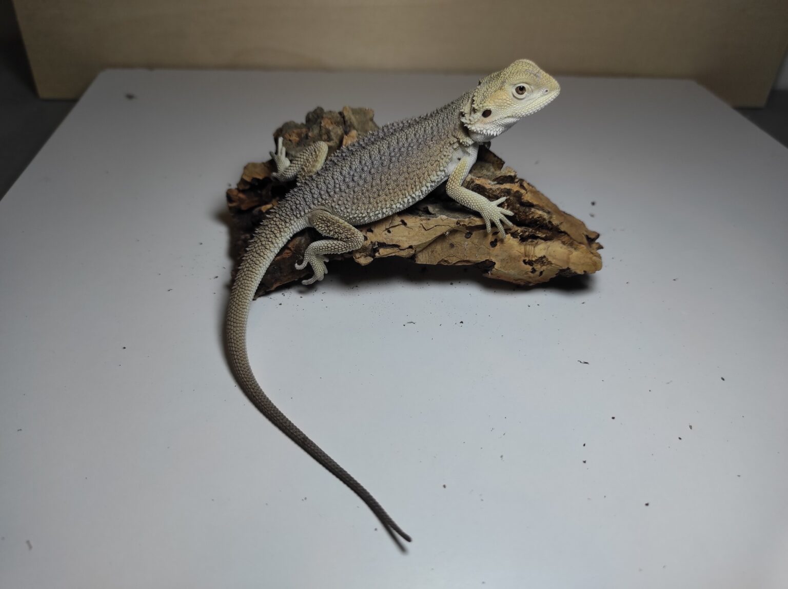 Agama brodata - cena, hodowla, sprzedaż, różne kolory | Gady z brodą