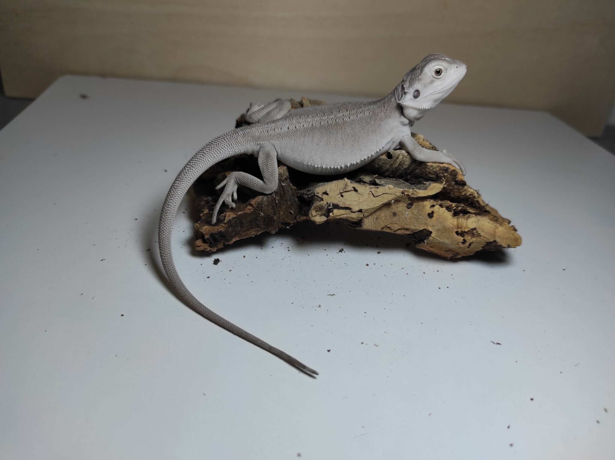 Agama brodata - cena, hodowla, sprzedaż, różne kolory | Gady z brodą