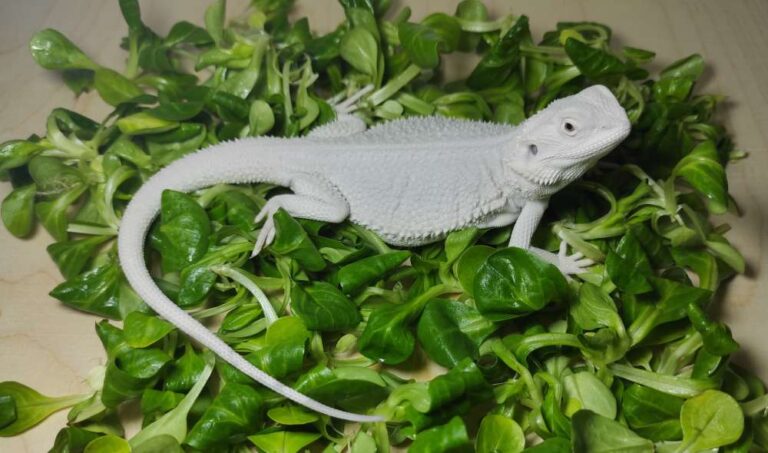 Agama brodata - sprzedaż, informacje, terrarium, żywienie, porady ...