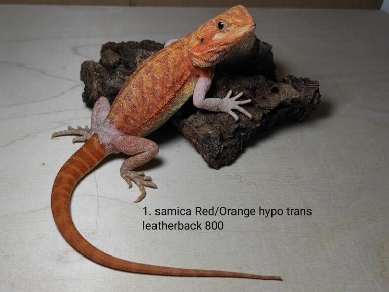 Agama brodata - cena, hodowla, sprzedaż, różne kolory | Gady z brodą