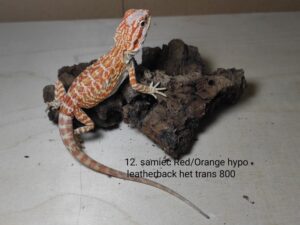 Agama brodata - cena, hodowla, sprzedaż, różne kolory | Gady z brodą