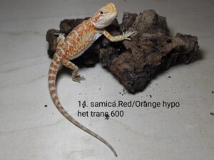 Agama brodata - cena, hodowla, sprzedaż, różne kolory | Gady z brodą