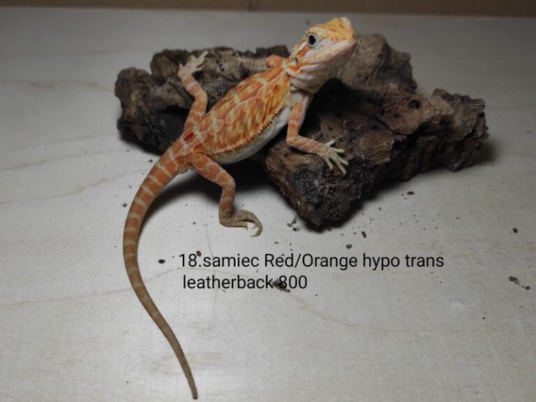 Agama brodata - cena, hodowla, sprzedaż, różne kolory | Gady z brodą