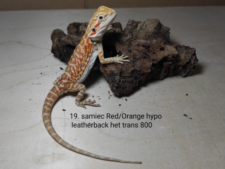 Agama brodata - cena, hodowla, sprzedaż, różne kolory | Gady z brodą