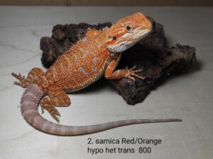 Agama brodata - cena, hodowla, sprzedaż, różne kolory | Gady z brodą