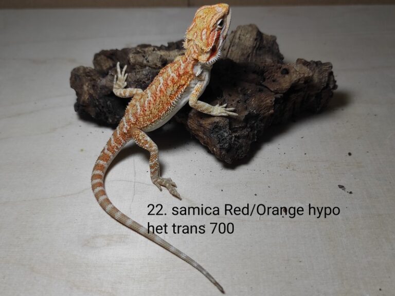 Agama brodata - cena, hodowla, sprzedaż, różne kolory | Gady z brodą