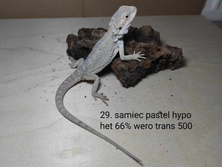 Agama brodata - cena, hodowla, sprzedaż, różne kolory | Gady z brodą