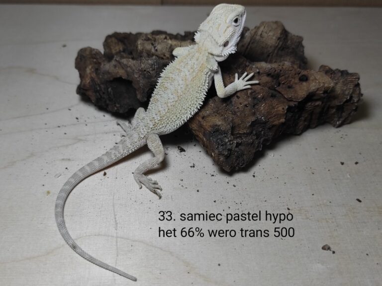 Agama brodata - cena, hodowla, sprzedaż, różne kolory | Gady z brodą